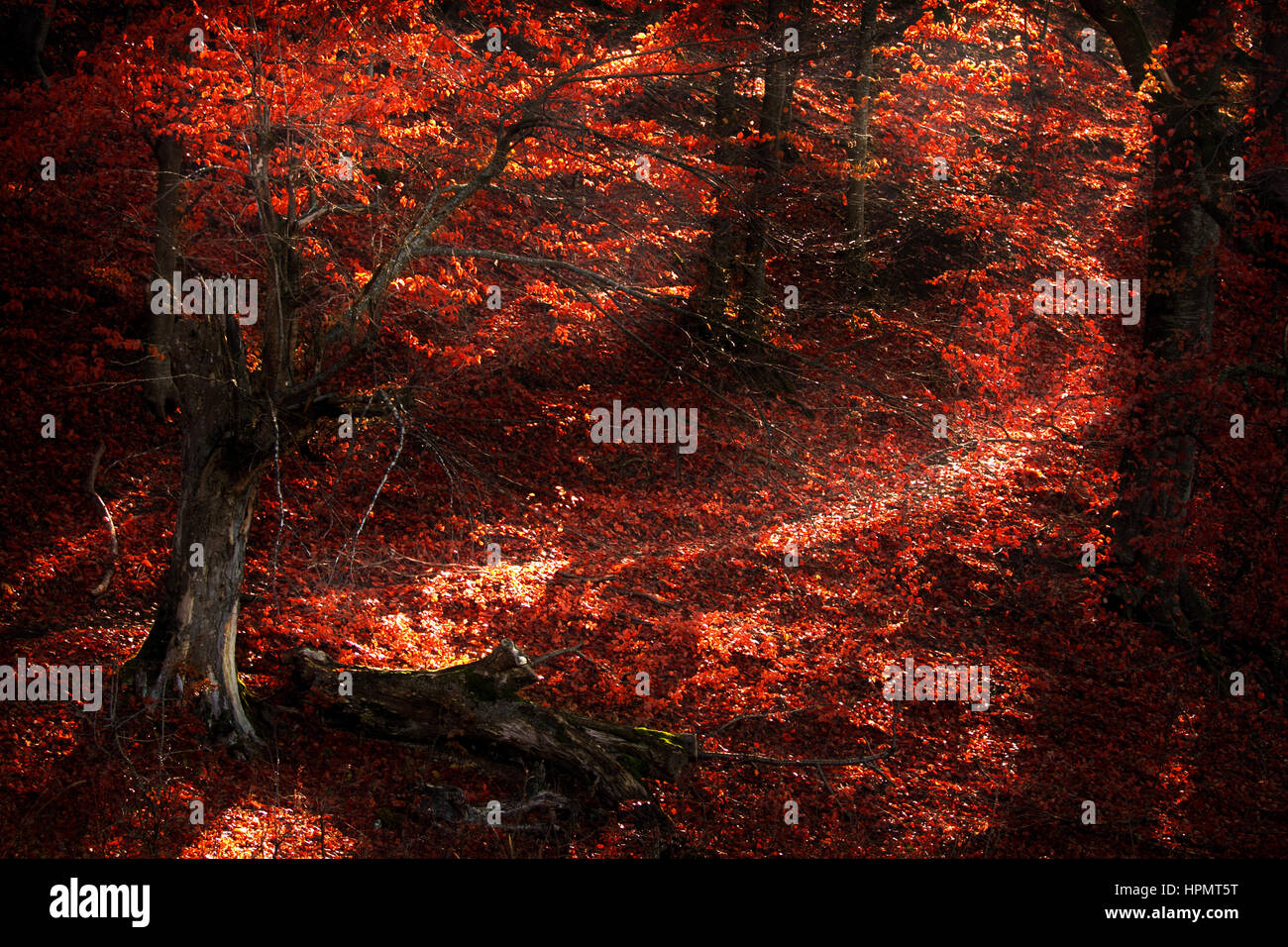 Vibrant fall tree branch hi-res stock photography and images - Alamy