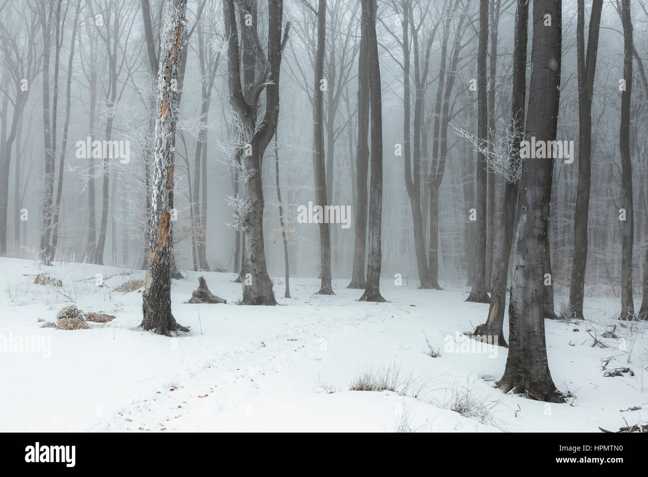Winter foggy forest trail. Trees with frost Stock Photo - Alamy