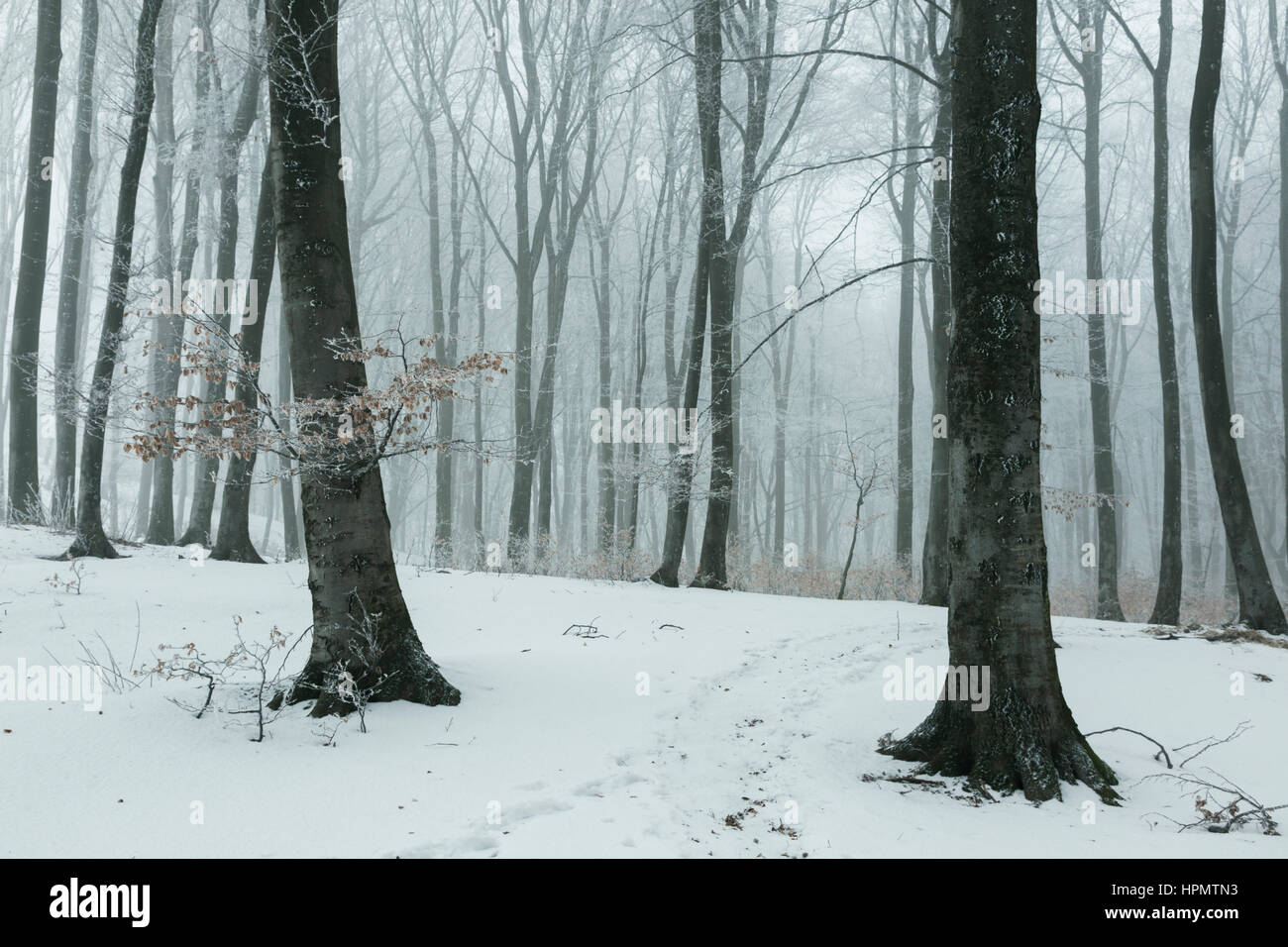 Winter foggy forest trail. Trees with frost Stock Photo - Alamy