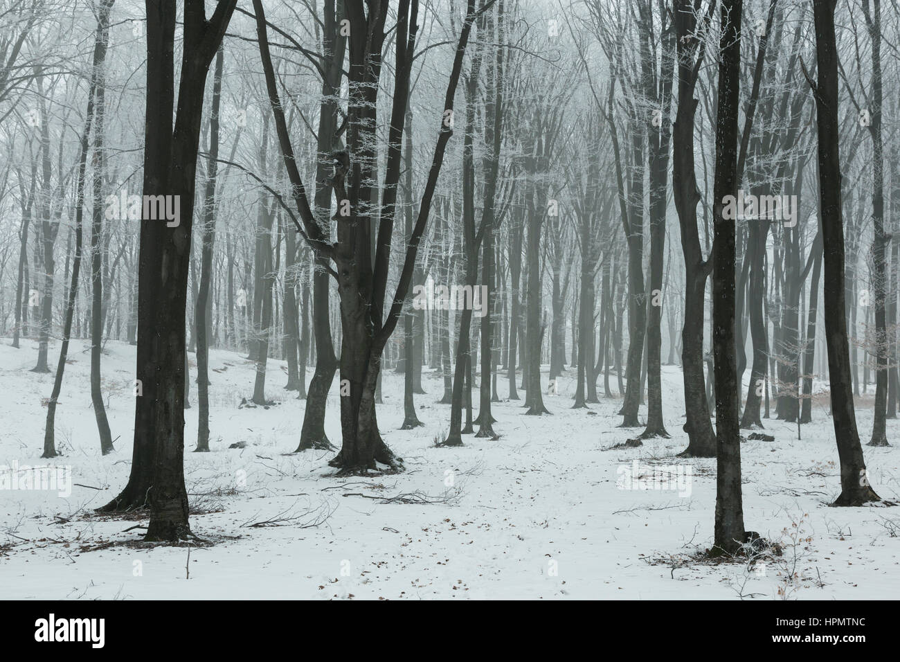 Winter foggy forest trail. Trees with frost Stock Photo - Alamy