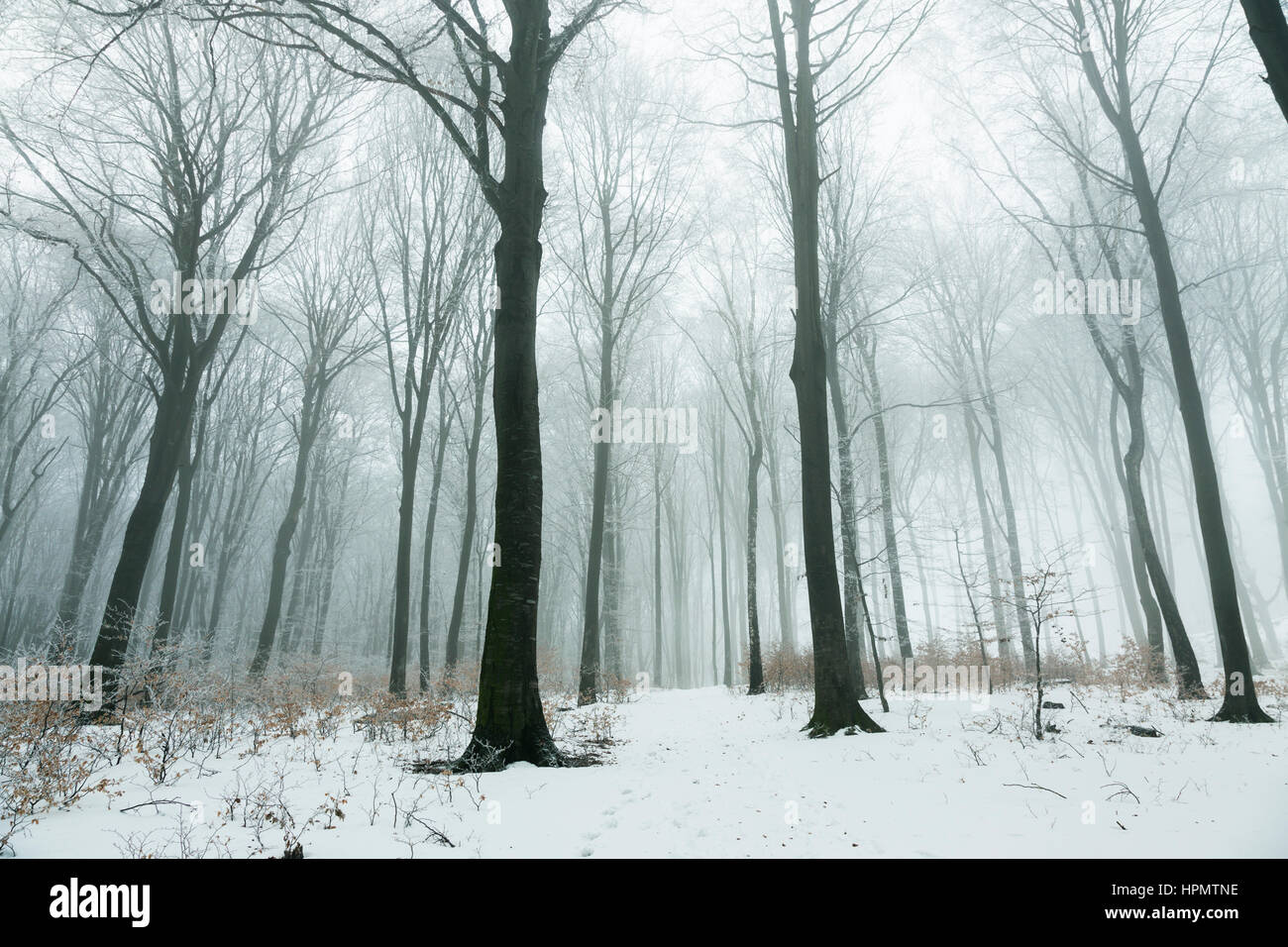 Winter foggy forest trail. Trees with frost Stock Photo - Alamy