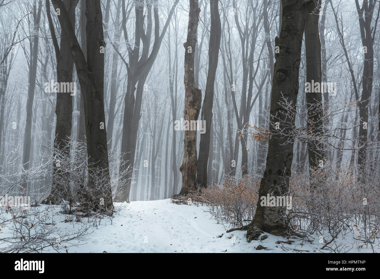 Winter foggy forest trail. Trees with frost Stock Photo - Alamy