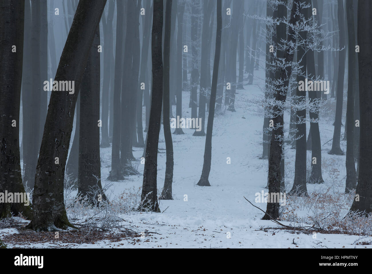 Winter foggy forest trail. Trees with frost Stock Photo - Alamy