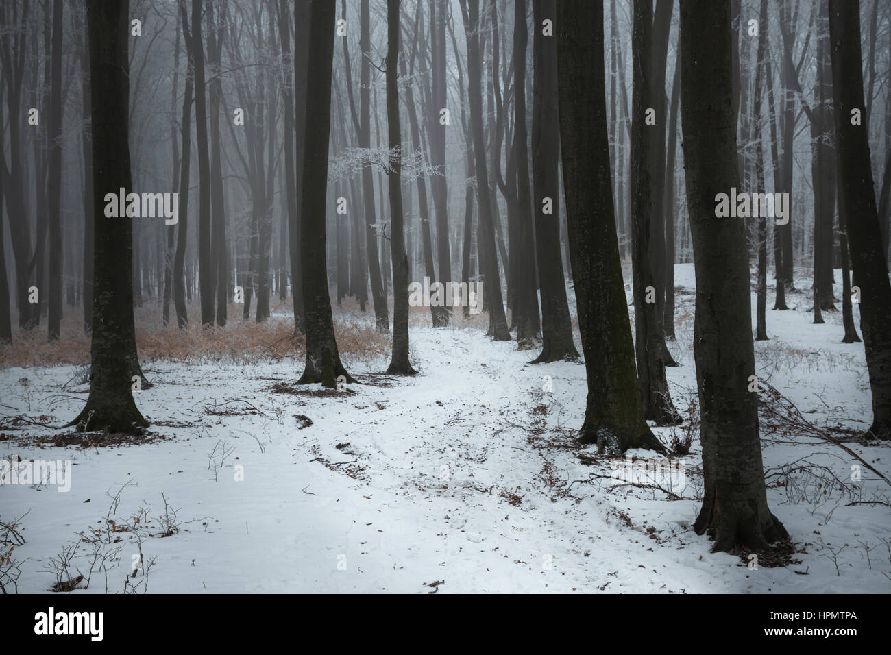 Winter foggy forest trail. Trees with frost Stock Photo - Alamy