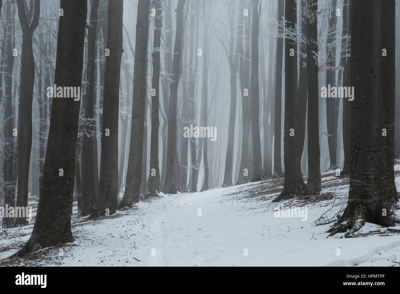 Winter foggy forest trail. Trees with frost Stock Photo - Alamy