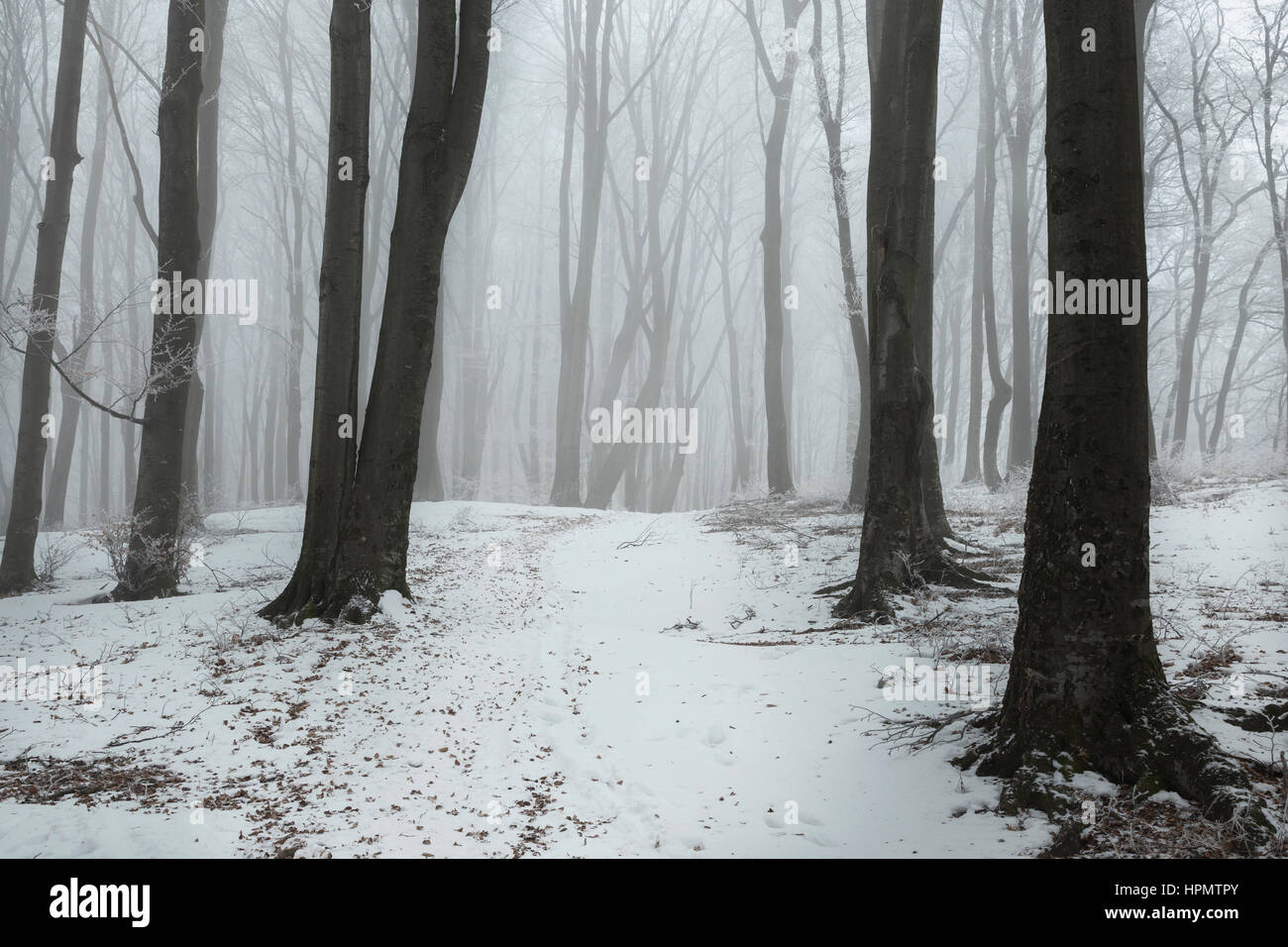 Winter foggy forest trail. Trees with frost Stock Photo - Alamy