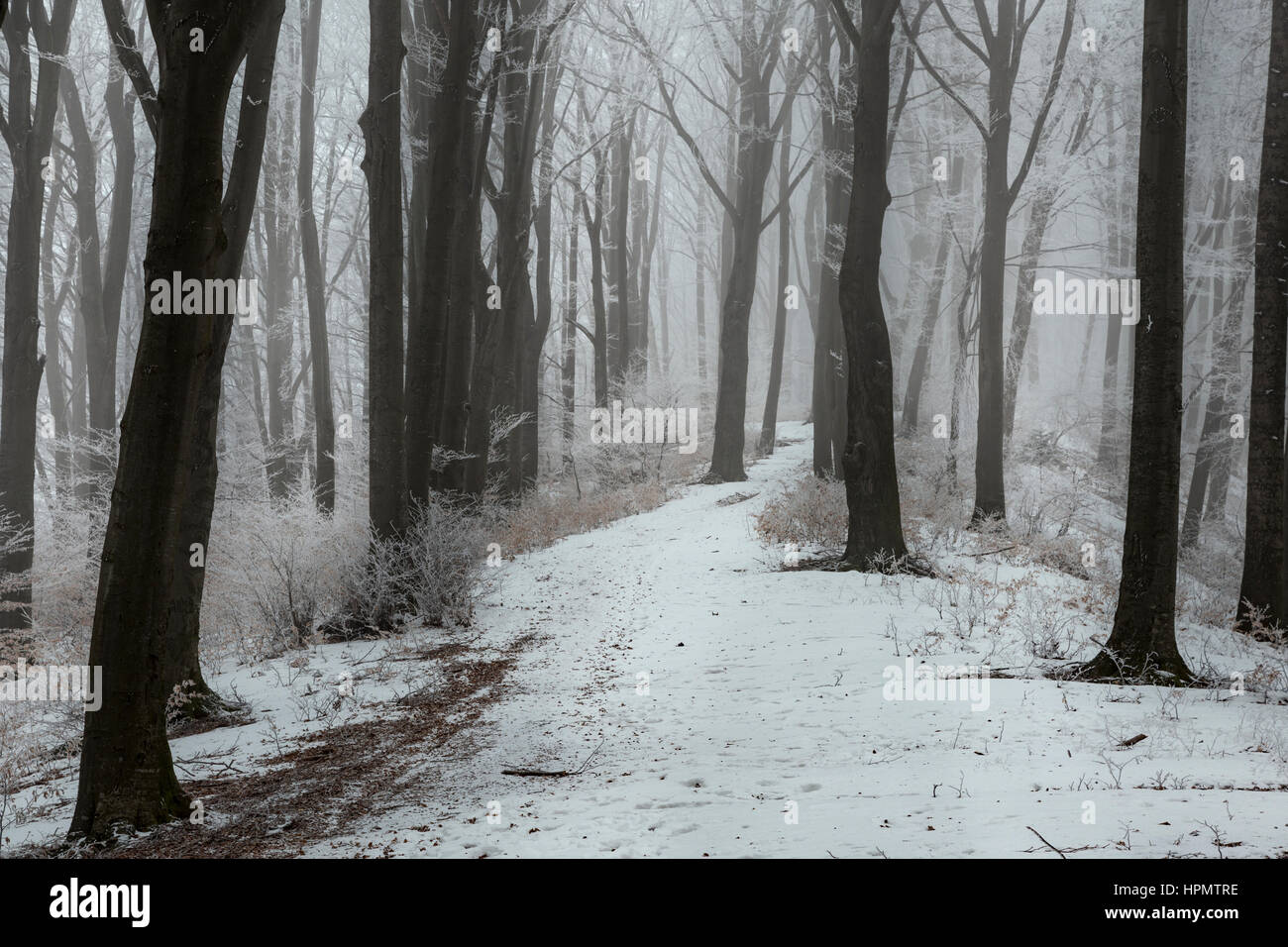Winter foggy forest trail. Trees with frost Stock Photo - Alamy