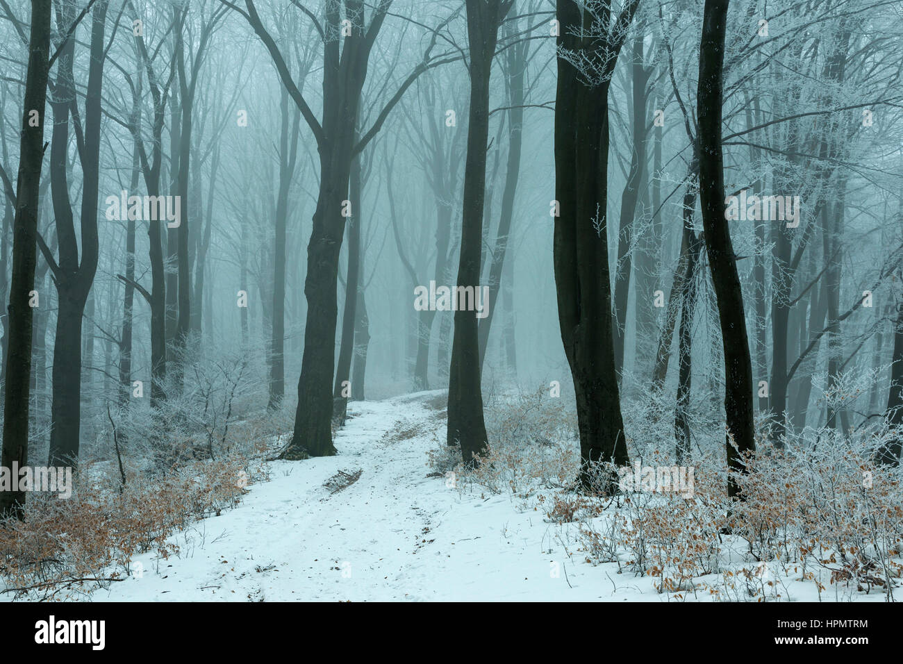 Winter foggy forest trail. Trees with frost Stock Photo - Alamy