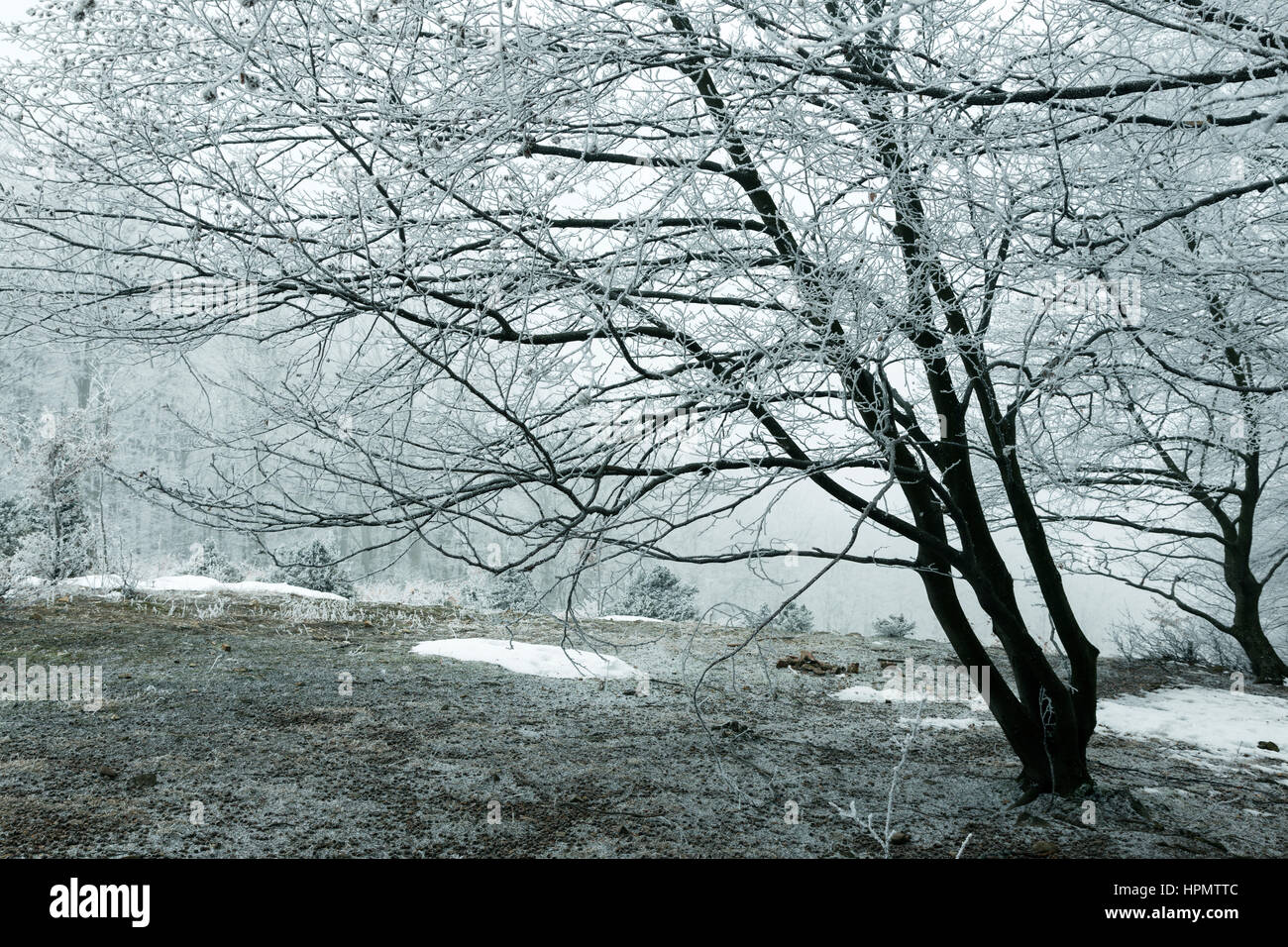 Winter foggy forest trail. Trees with frost Stock Photo - Alamy