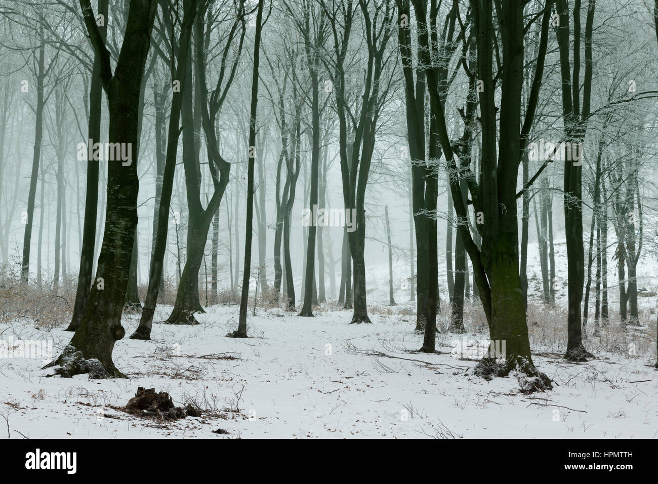 Winter foggy forest trail. Trees with frost Stock Photo - Alamy