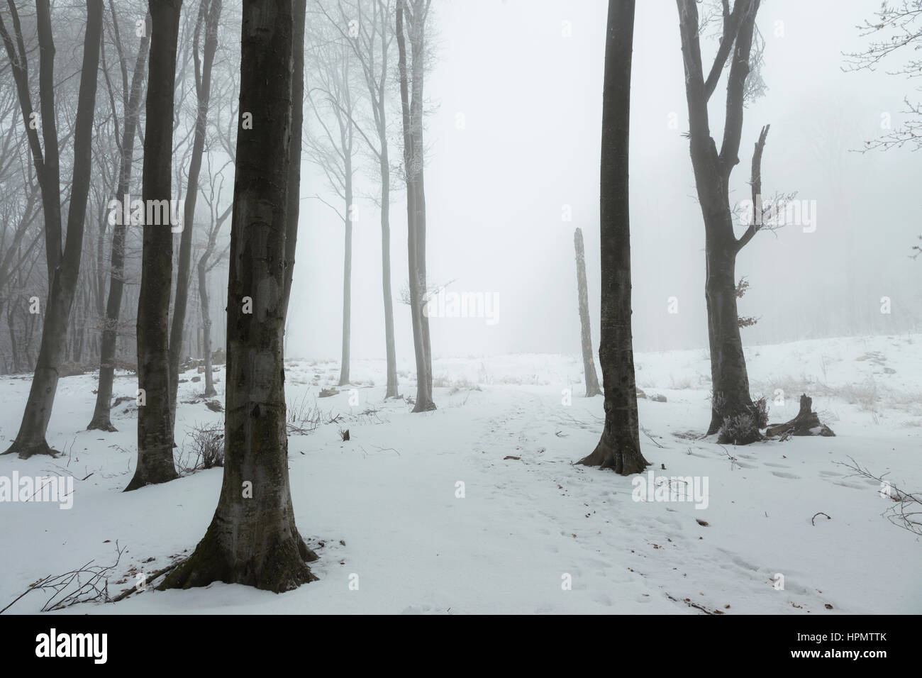 Winter foggy forest trail. Trees with frost Stock Photo - Alamy