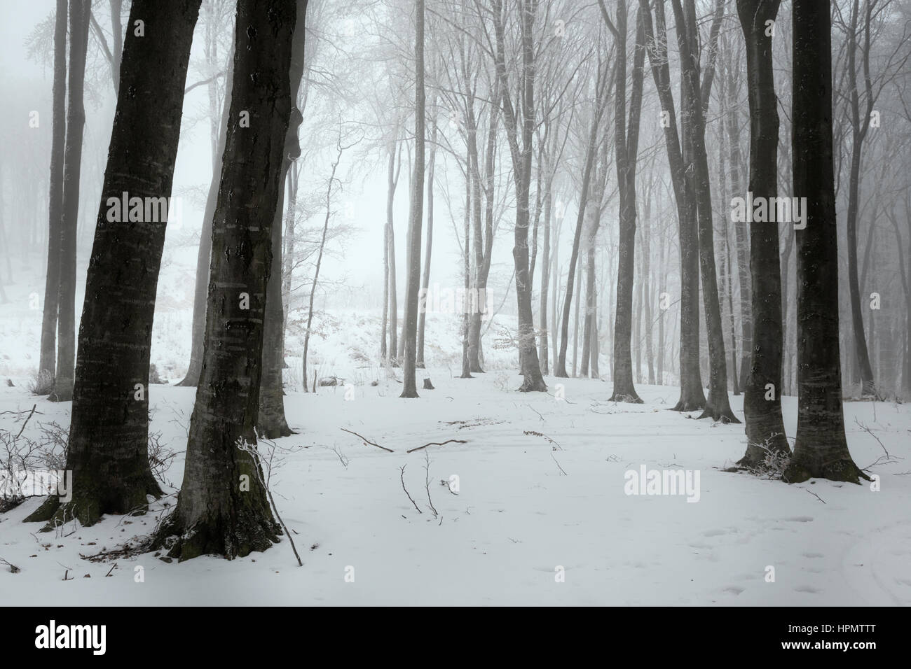 Winter foggy forest trail. Trees with frost Stock Photo - Alamy