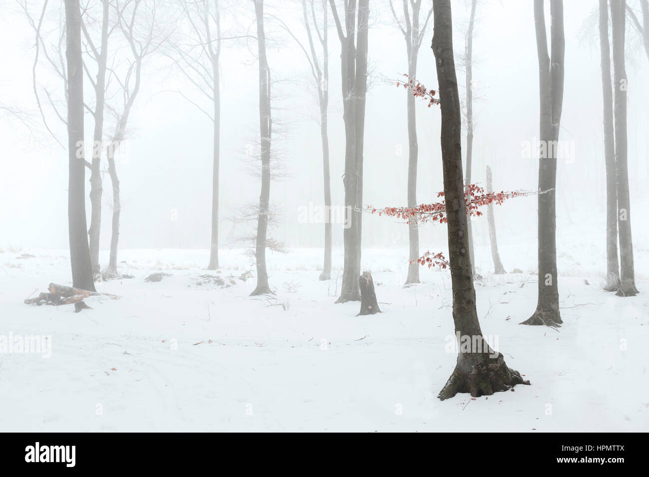 Winter foggy forest trail. Trees with frost Stock Photo - Alamy