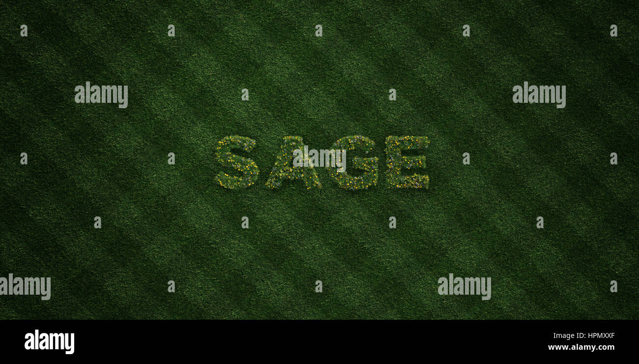 SAGE - fresh Grass letters with flowers and dandelions - 3D rendered ...