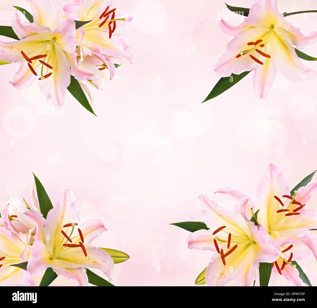 Frame of pink lilies against holyday lights Stock Photo - Alamy