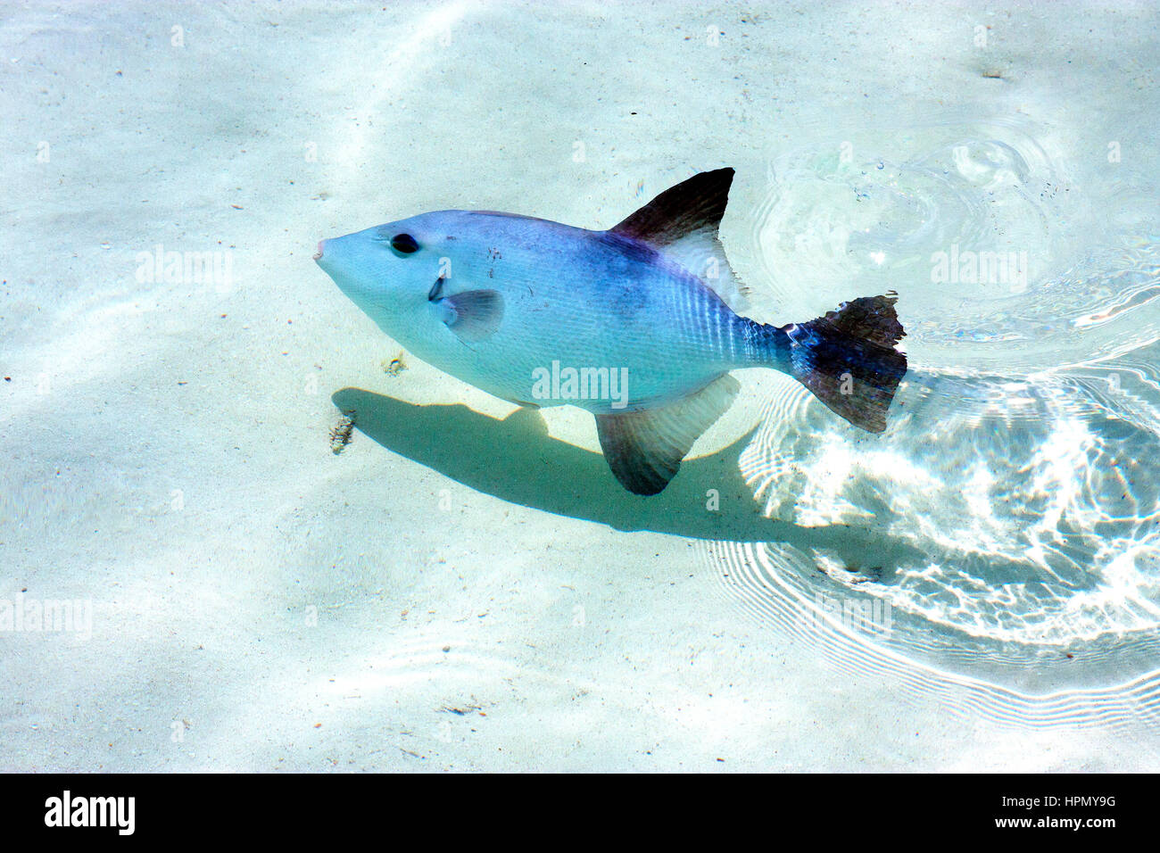 little fish isla contoy in mexico froath and foam the sea drop sunny ...