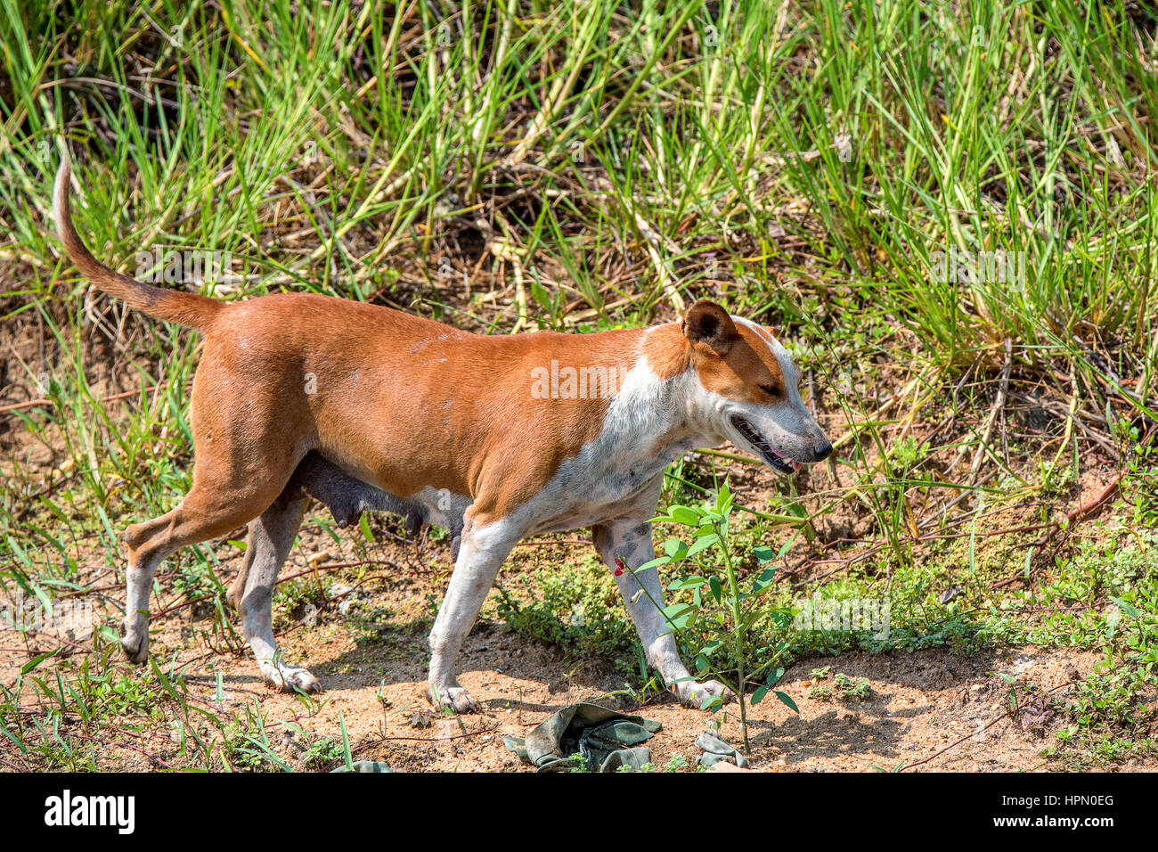 Stray dog is running on foliage background Stock Photo - Alamy