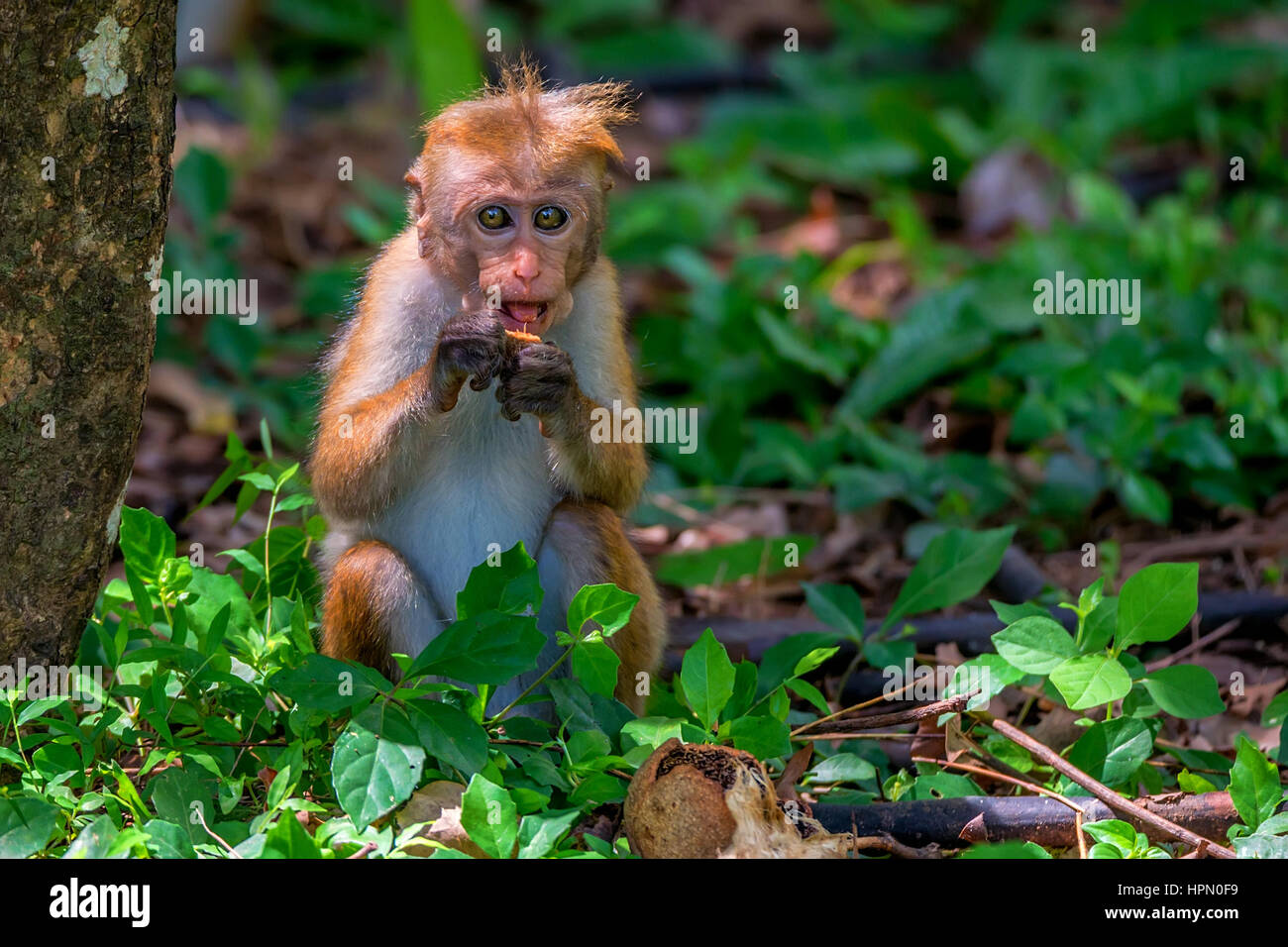 Photograph of Sri-Lankan toque macaque or Macaca sinica Stock Photo - Alamy
