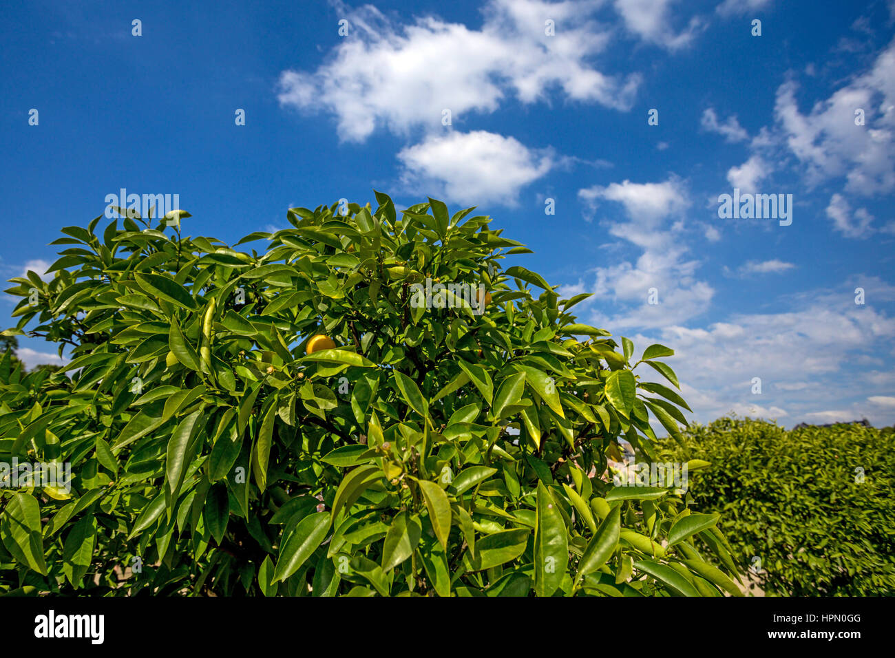 Beautiful orange tree and blue sky background Stock Photo - Alamy