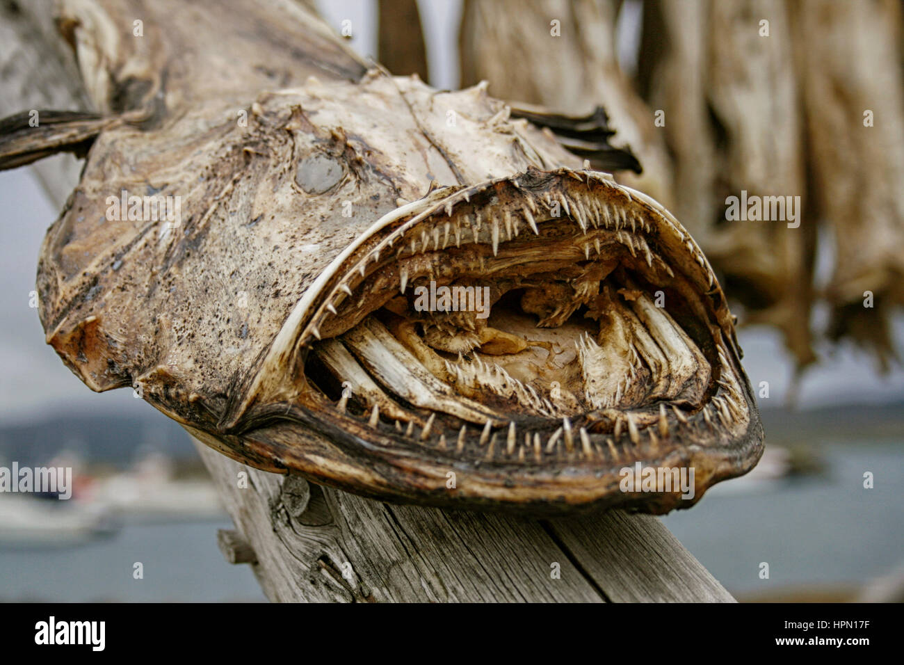 Big ugly fish hi-res stock photography and images - Alamy
