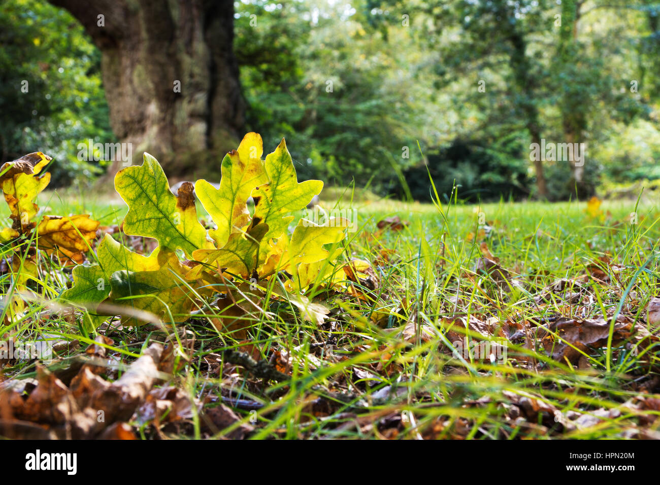 English woodland scene at the start of autumn Stock Photo - Alamy
