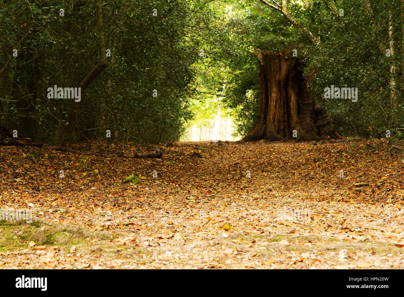 English woodland scene at the start of autumn Stock Photo - Alamy