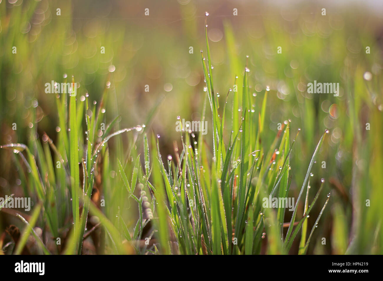 Dews on green grass hi-res stock photography and images - Alamy