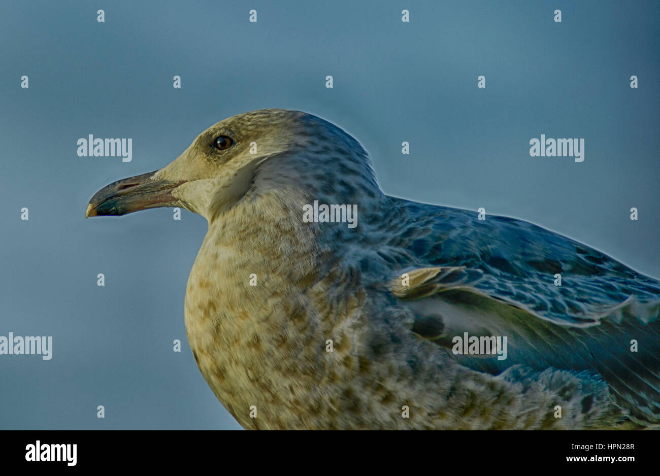 Gull feather hi-res stock photography and images - Alamy