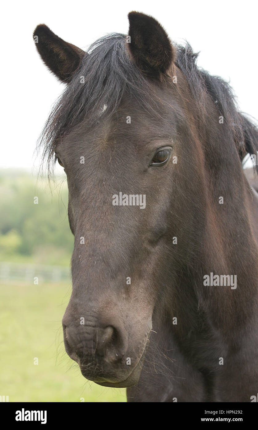 Black pony hi-res stock photography and images - Alamy