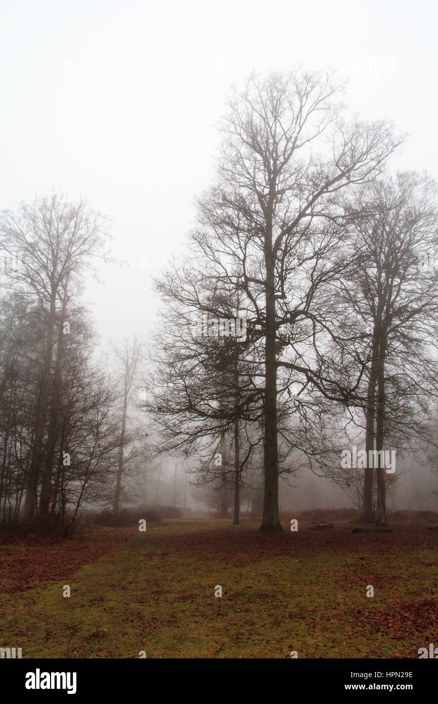 English woodland on a foggy misty January morning Stock Photo - Alamy