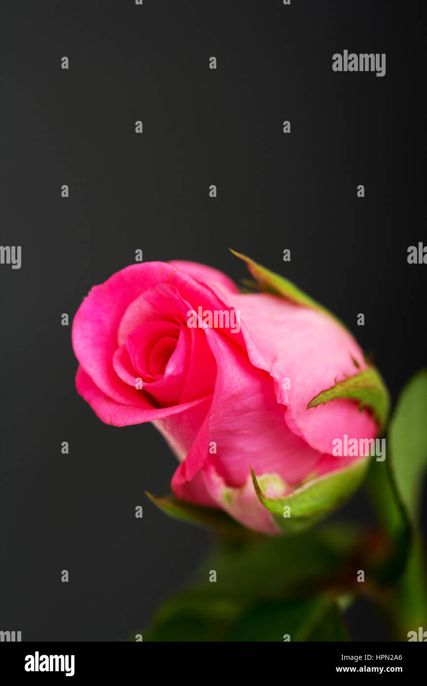 Delicate beautiful pink rose on a plain background Stock Photo - Alamy