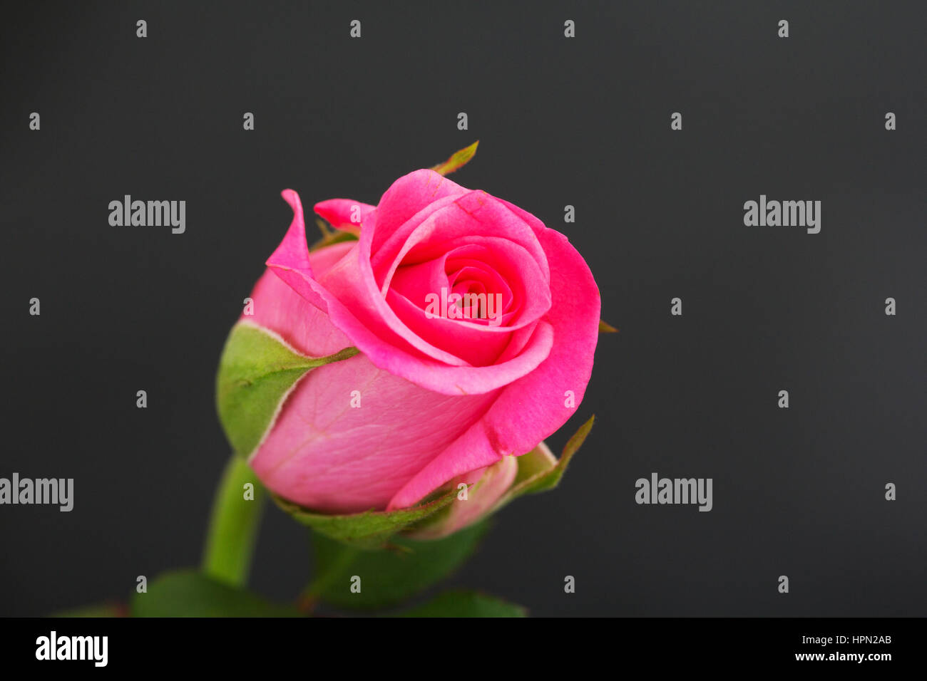 Delicate beautiful pink rose on a plain background Stock Photo - Alamy