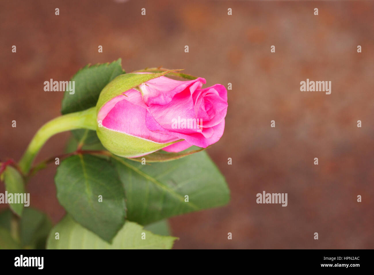 Delicate beautiful pink rose on a plain background Stock Photo - Alamy