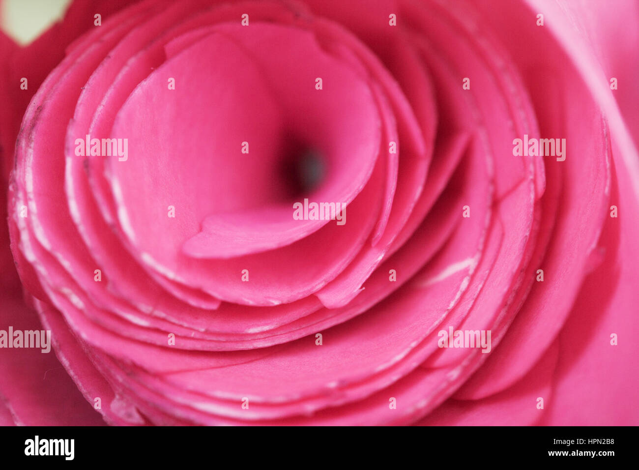 Single rose cut up on piece of slate Stock Photo - Alamy