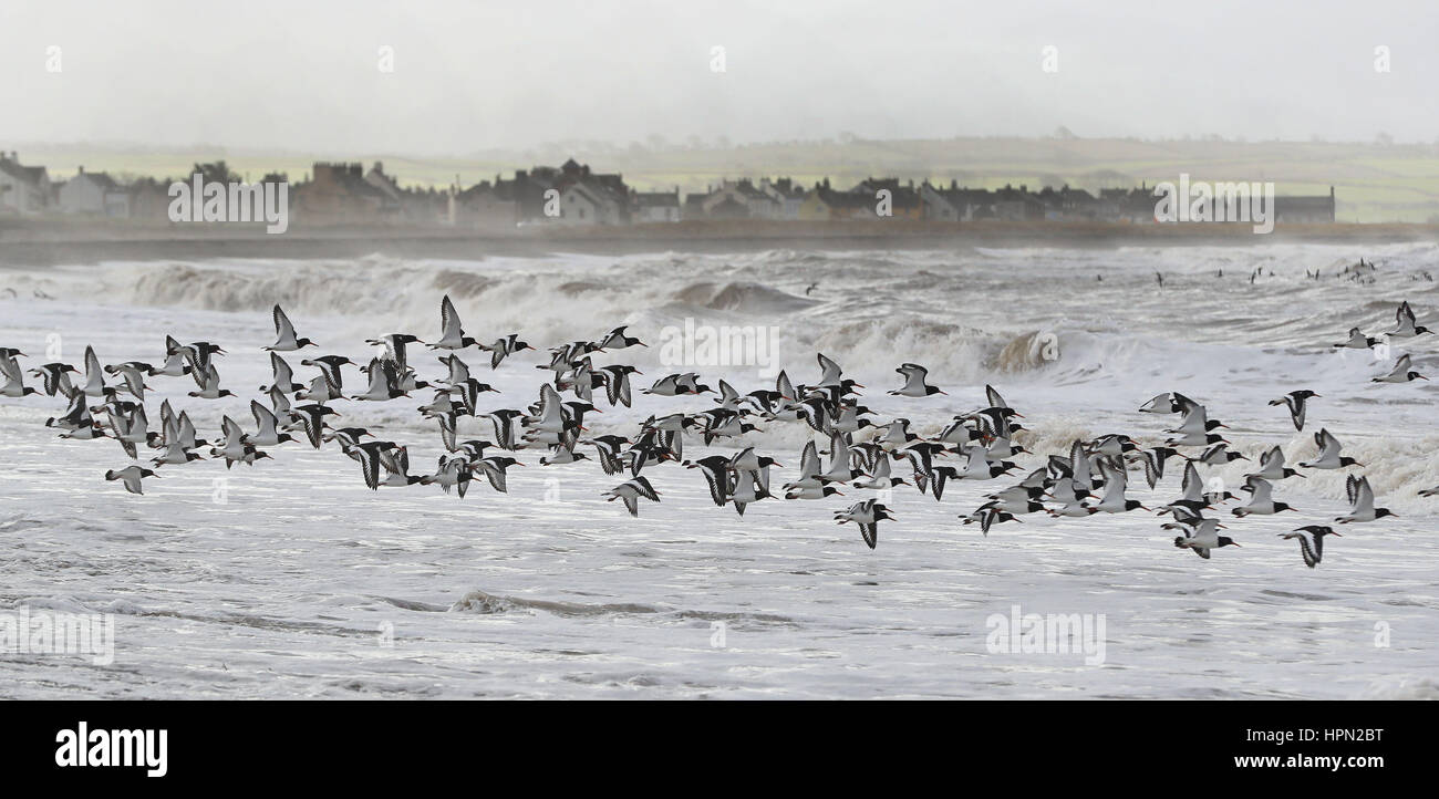 Coast to coast cumbria hi-res stock photography and images - Alamy