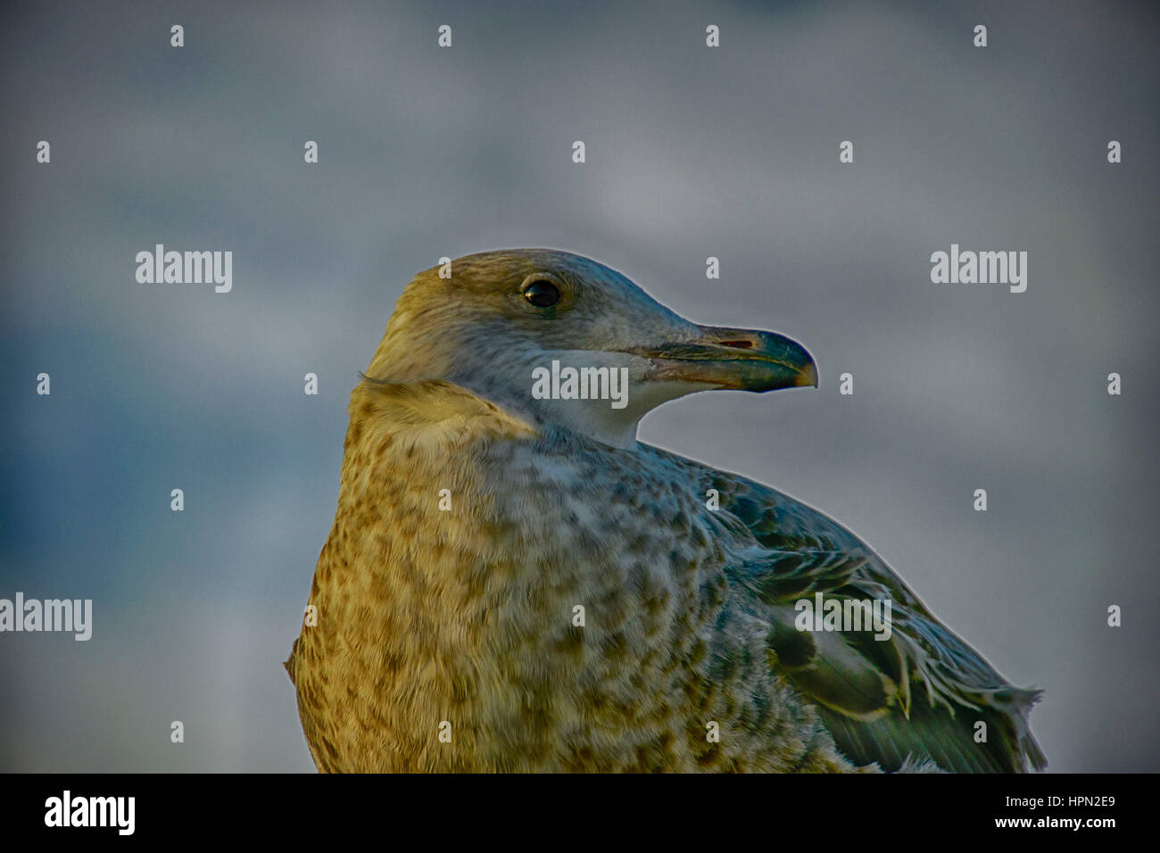 Gull Wing Shape High Resolution Stock Photography and Images - Alamy