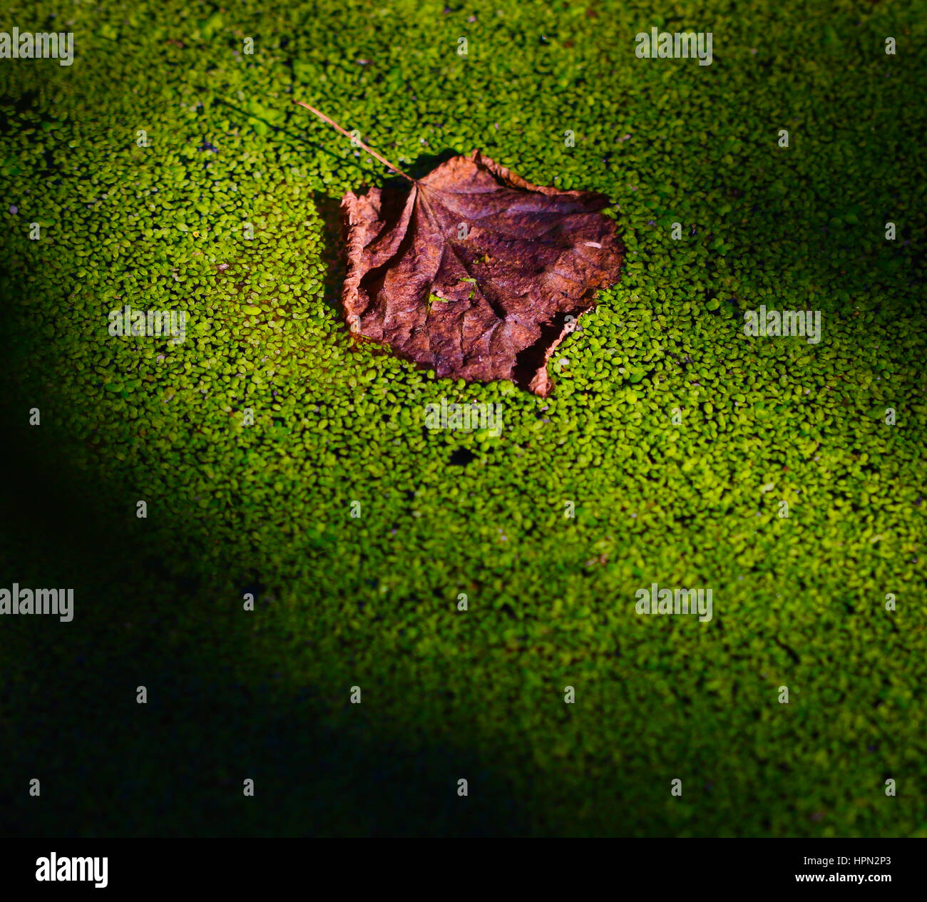 Brown Autumn Leaf floating on bright green common duckweed Lemna Minor ...