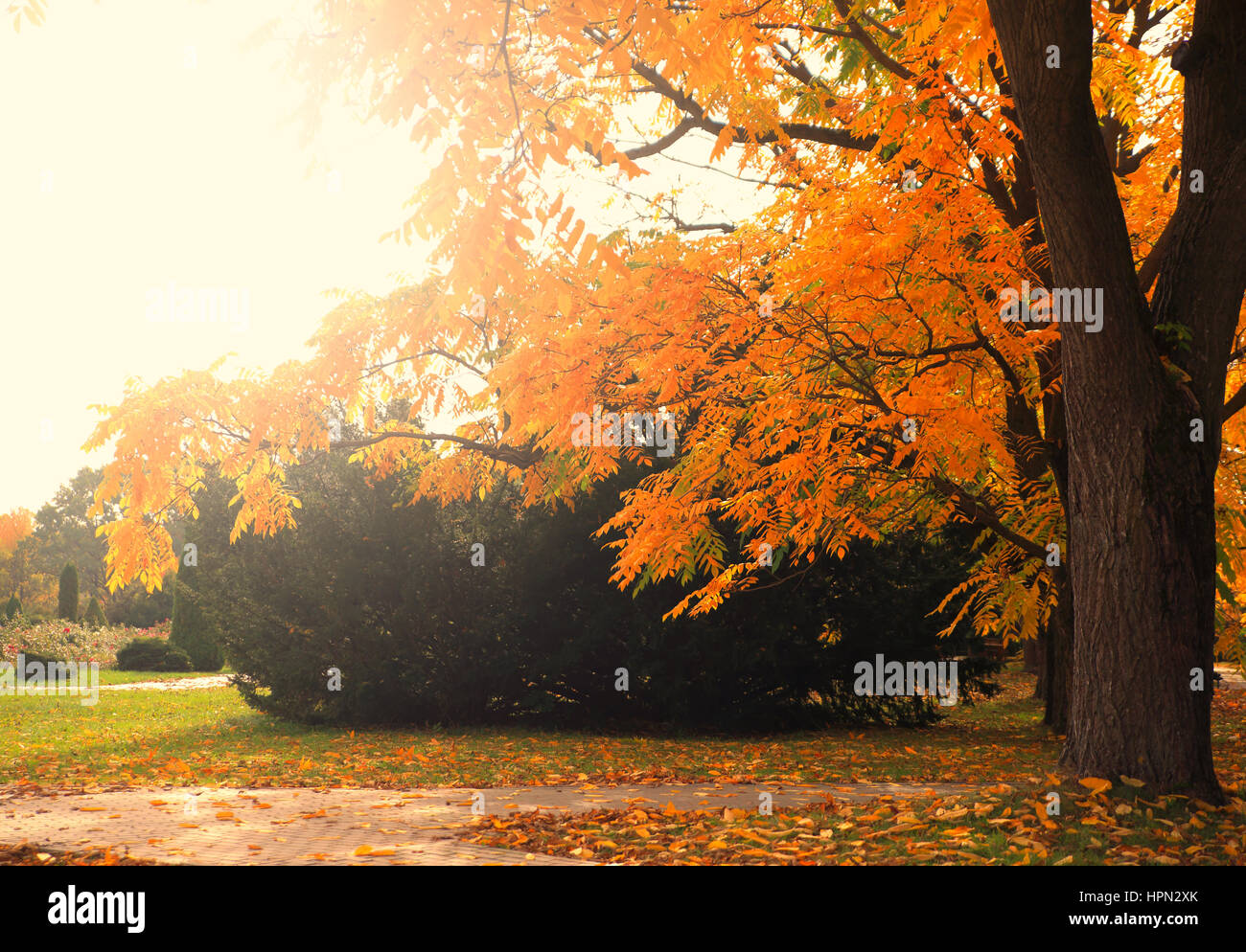 Illuminated fall foliage hi-res stock photography and images - Alamy