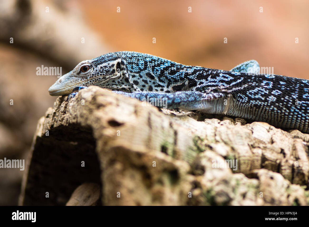 Blue tree monitor (Varanus macraei) on branch. Arboreal monitor lizard ...