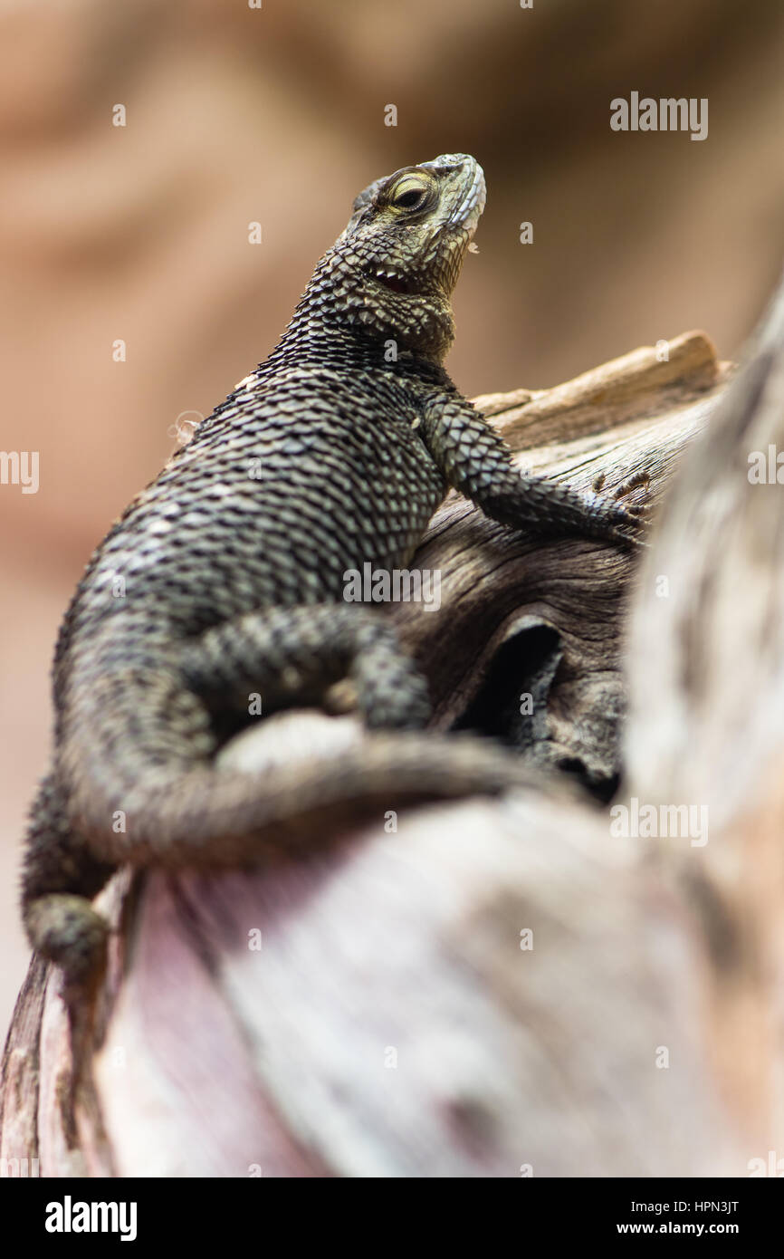 Mexico lizard hi-res stock photography and images - Alamy
