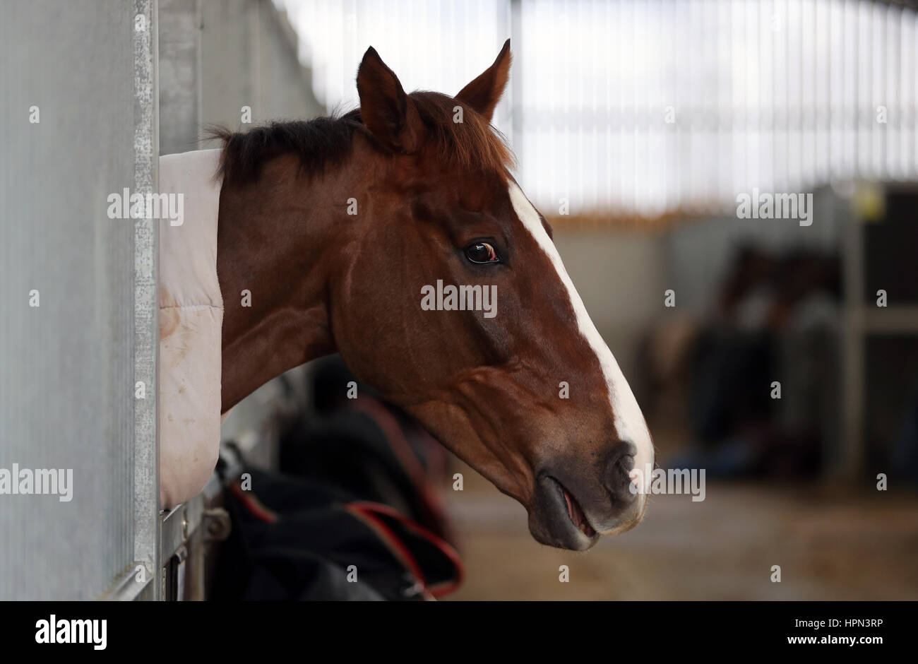 Native River during a stable visit to Colin Tizzard's stable at ...
