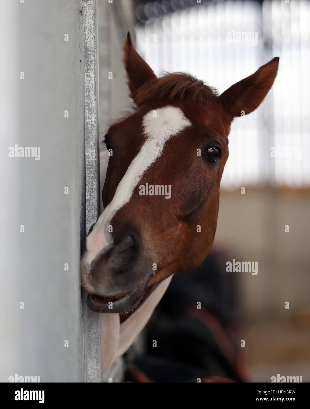 Native River during a stable visit to Colin Tizzard's stable at ...