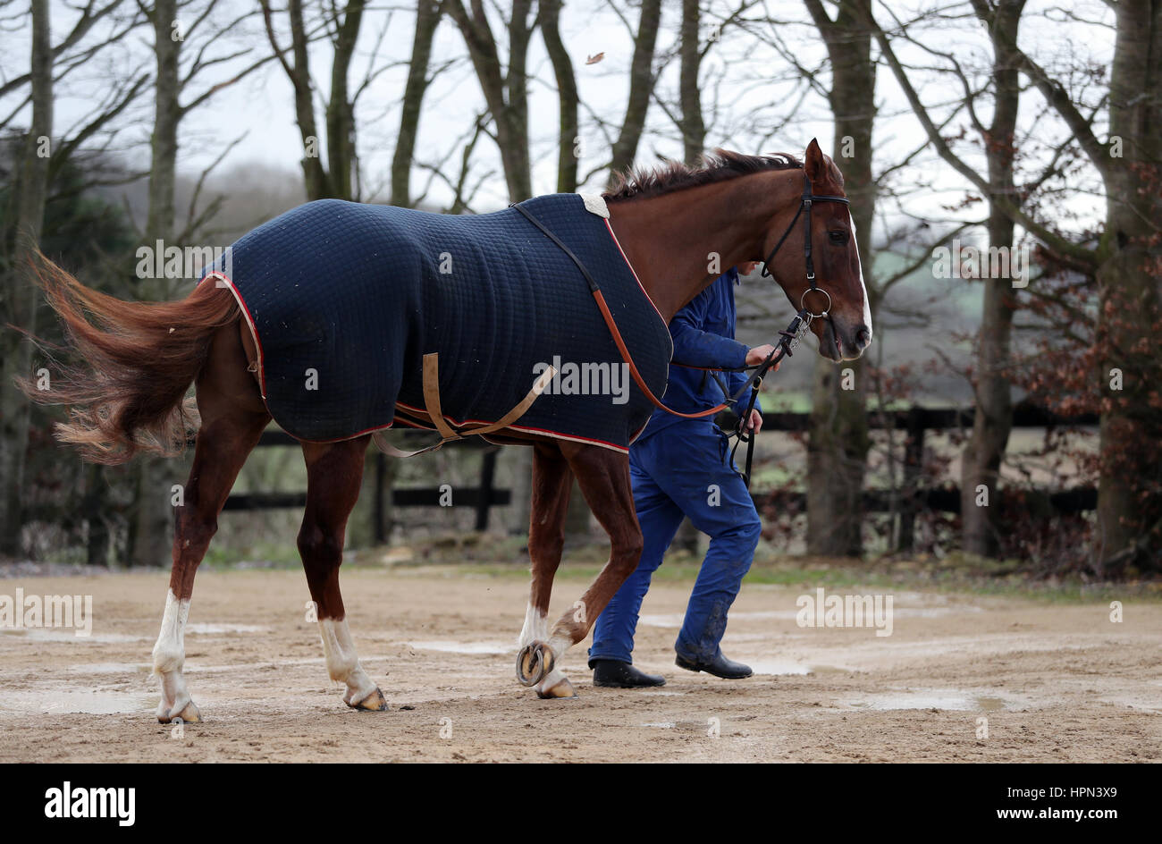 Native River with his handler during a stable visit to Colin Tizzard's ...
