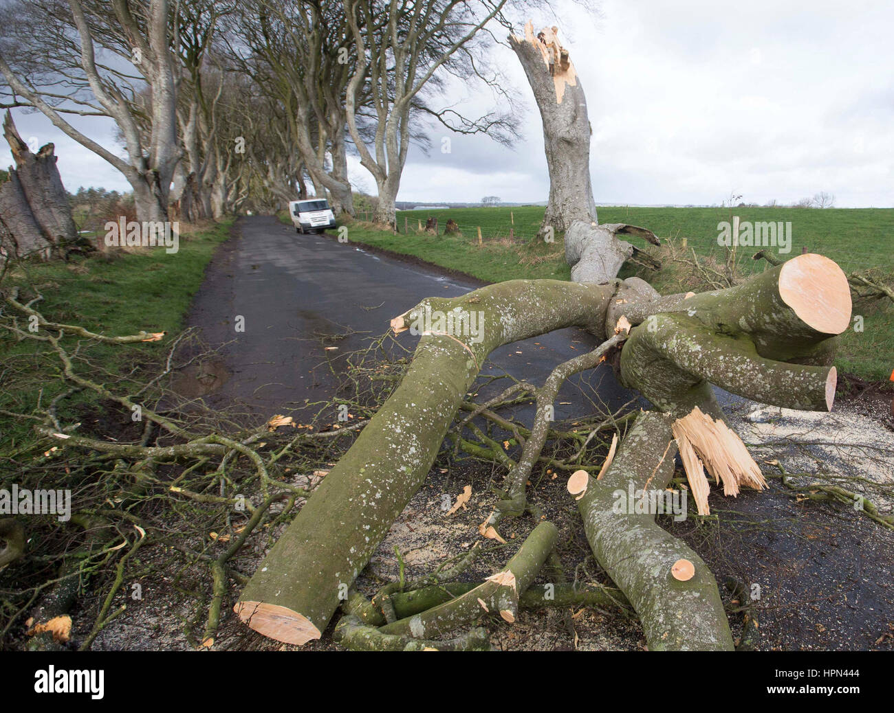 Workmen clear a fallen tree from the Dark Hedges in County Antrim ...