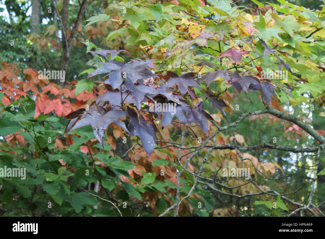 Black maple hi-res stock photography and images - Alamy