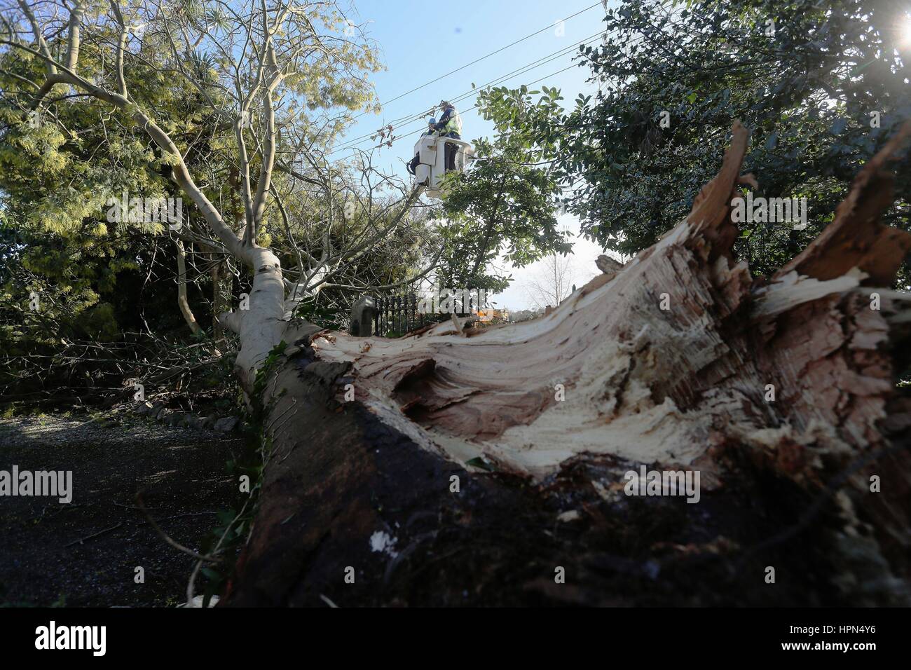 ESB workers attend to power lines damaged by a fallen tree as allmost ...