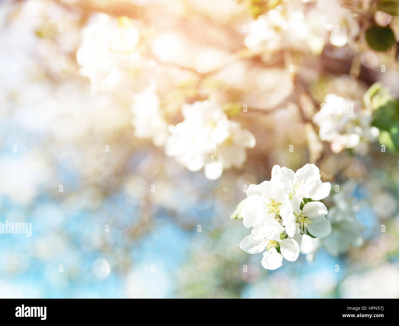 blurred apple tree background Stock Photo - Alamy
