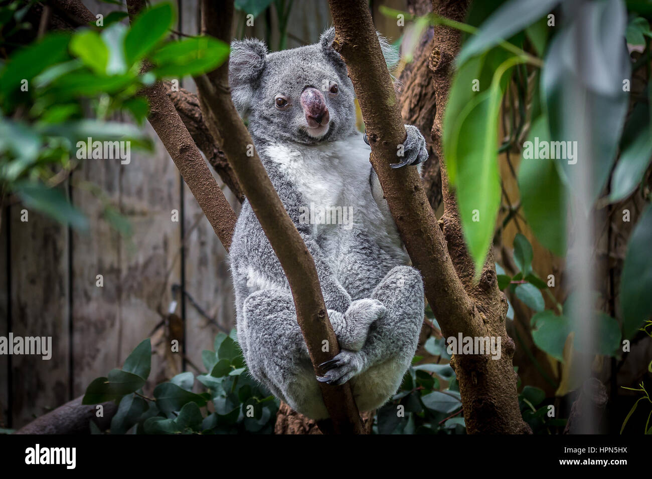 Koala on a eucalyptus tree Stock Photo - Alamy
