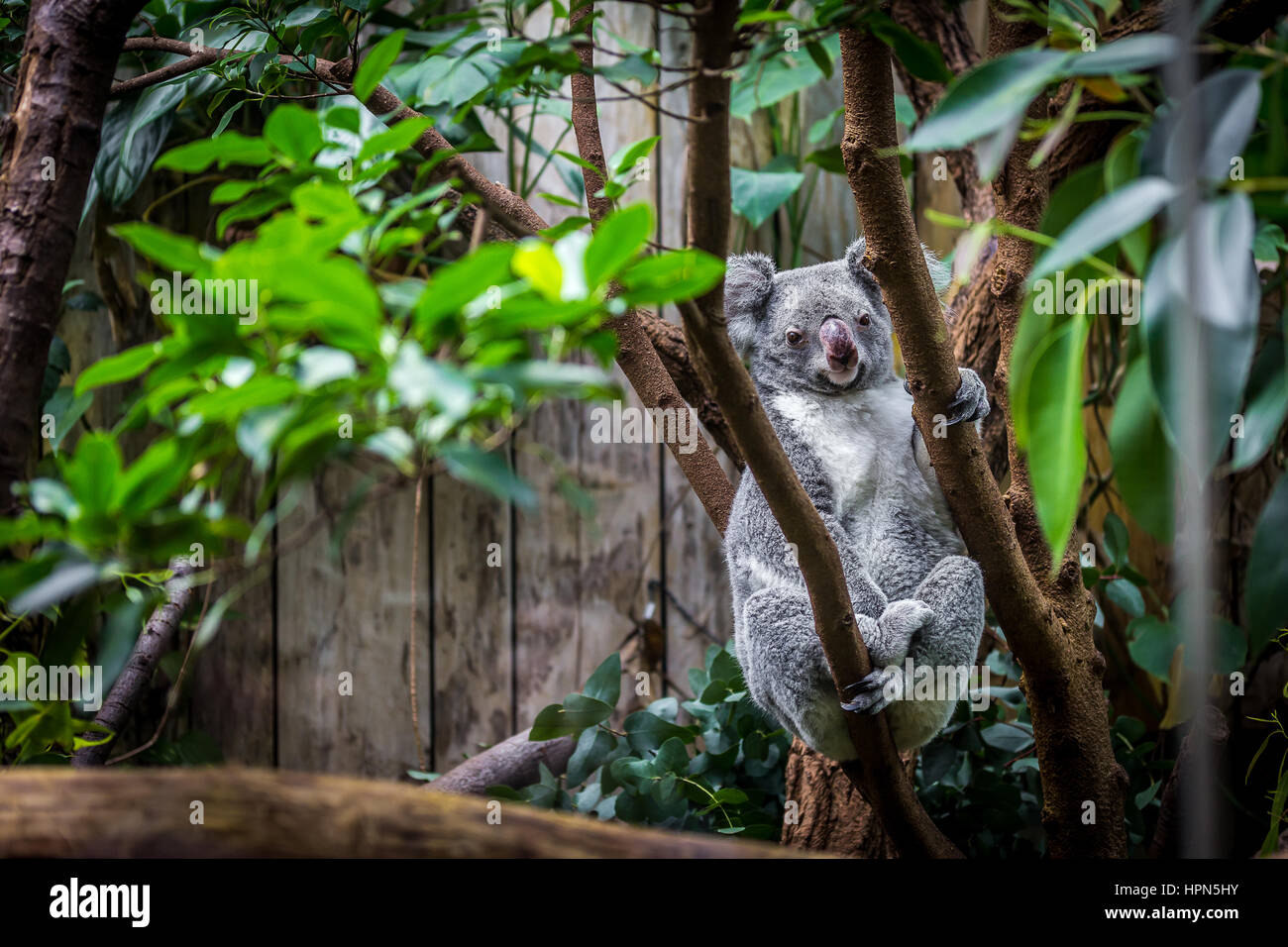 Koala on a eucalyptus tree Stock Photo - Alamy