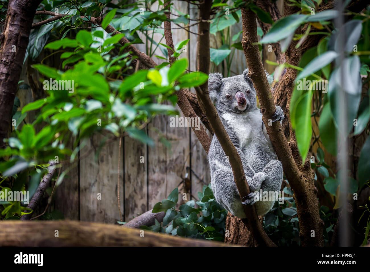 Koala on a eucalyptus tree Stock Photo - Alamy